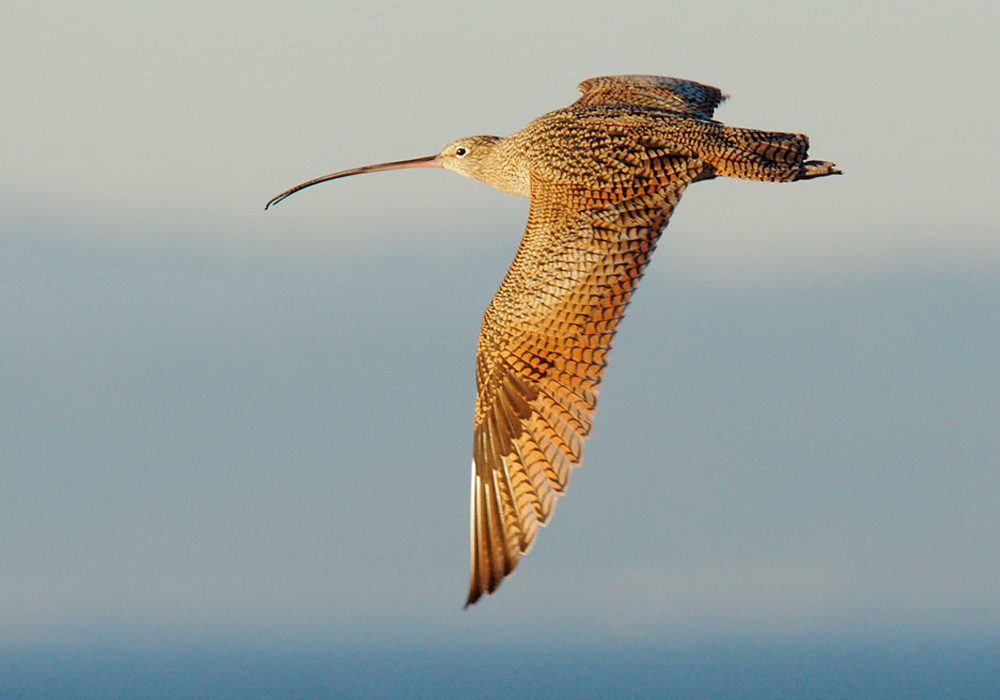 Bird Conservation - Protecting Bird Groups of Central Valley | CVJV